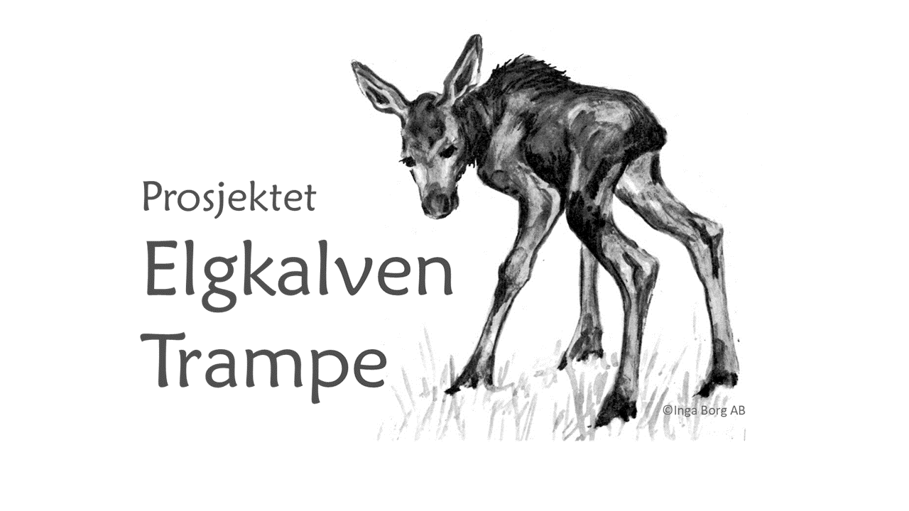 Prosjektet Elgkalven Trampe - Flå kommune